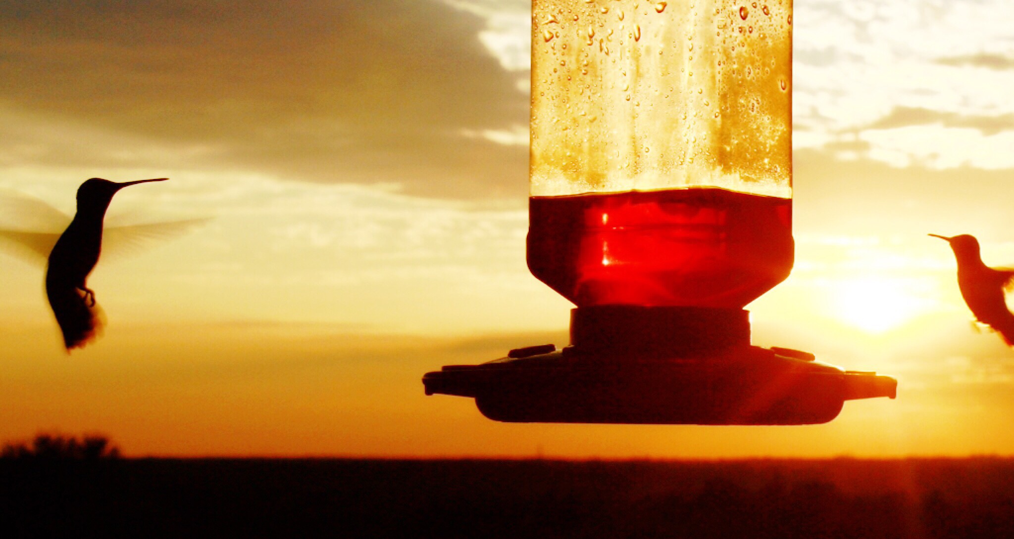 Hummingbirds, Polar Bears & People – Geoversiv Earth Intelligence